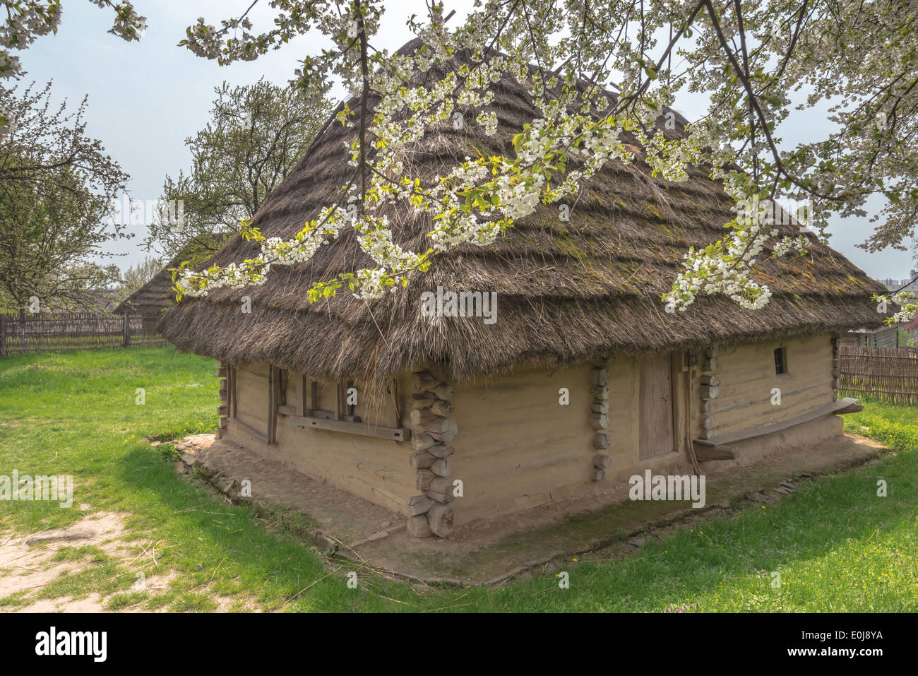 old ukrainian house and cherry tree Stock Photo - Alamy
