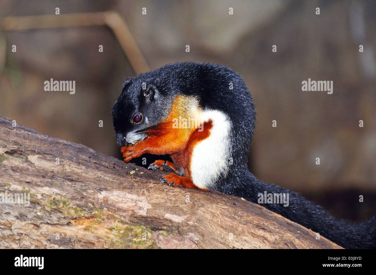 Tri colored squirrel hi-res stock photography and images - Alamy