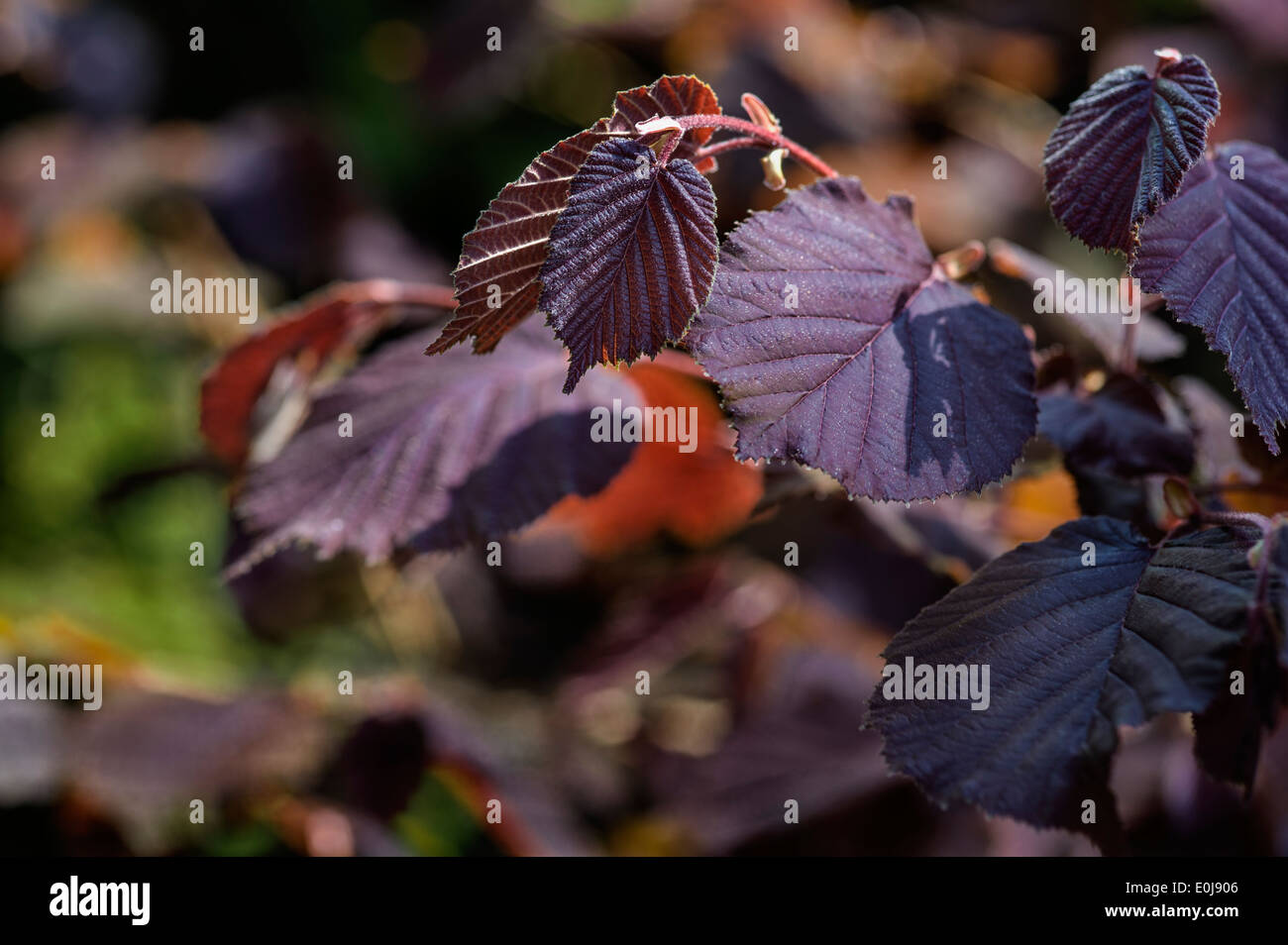 Hazel wood texture hi-res stock photography and images - Alamy