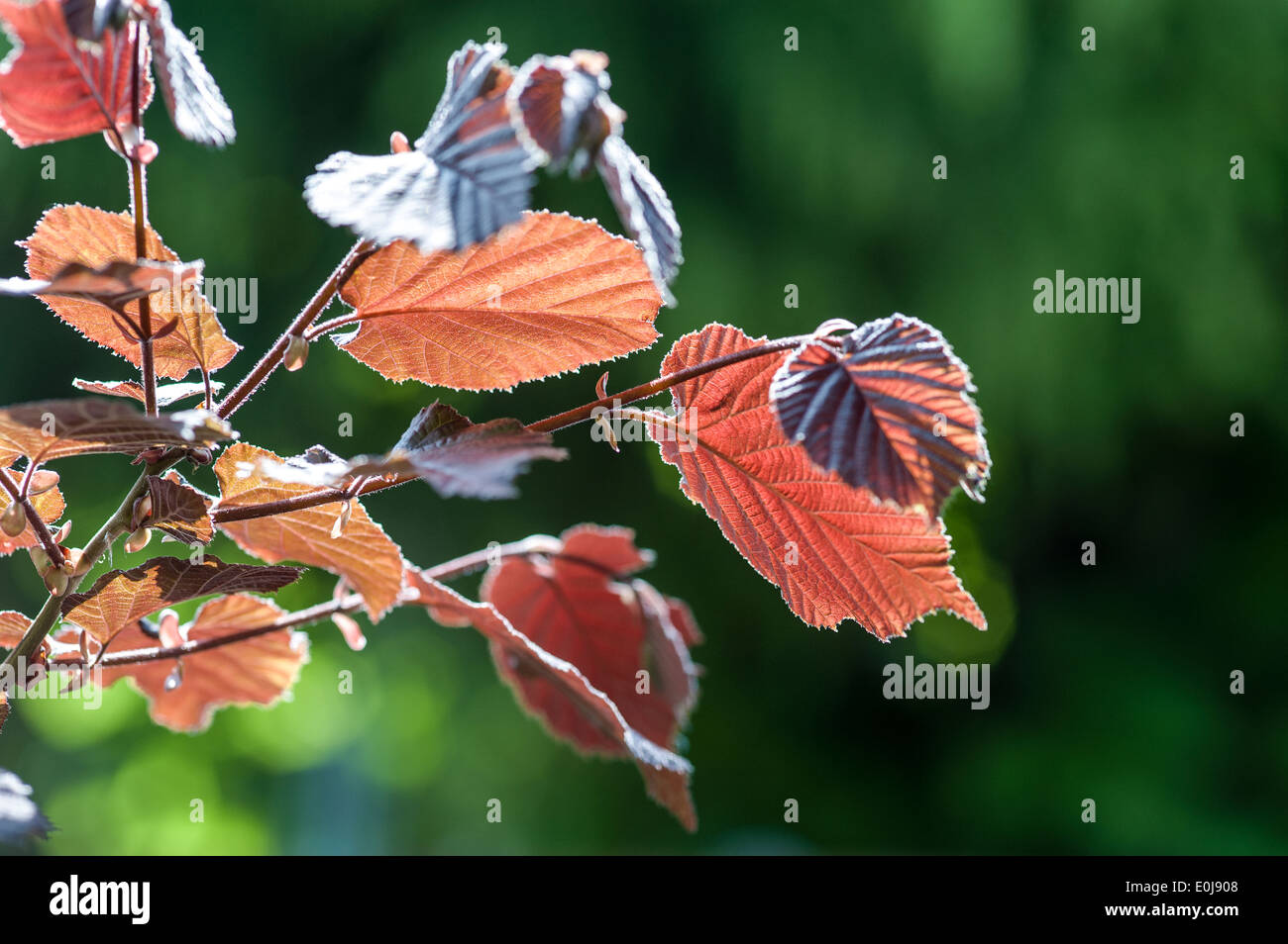 Hazel wood texture hi-res stock photography and images - Alamy