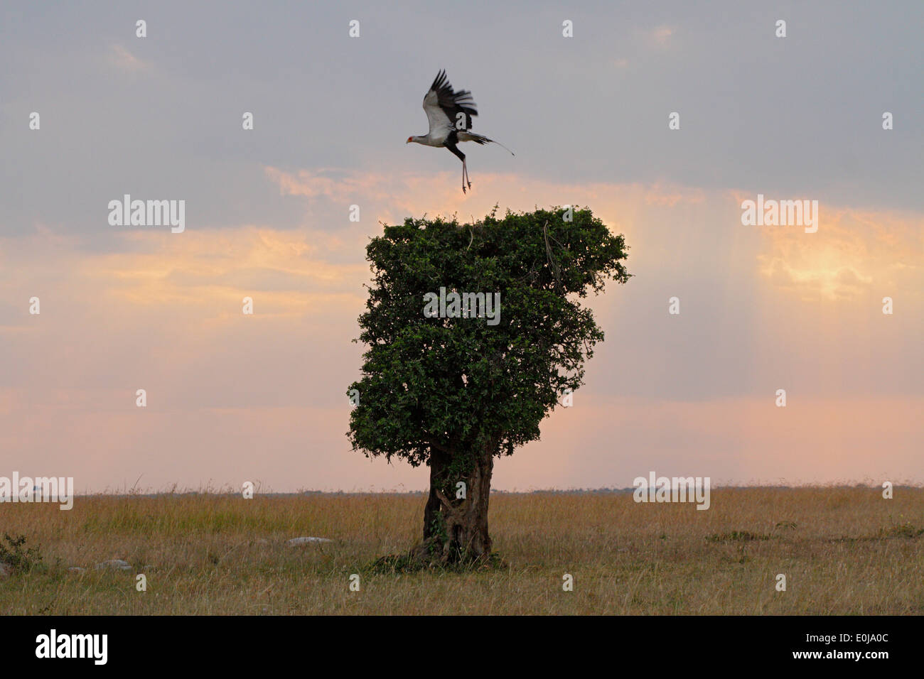 Secretary in the flight hi-res stock photography and images - Alamy