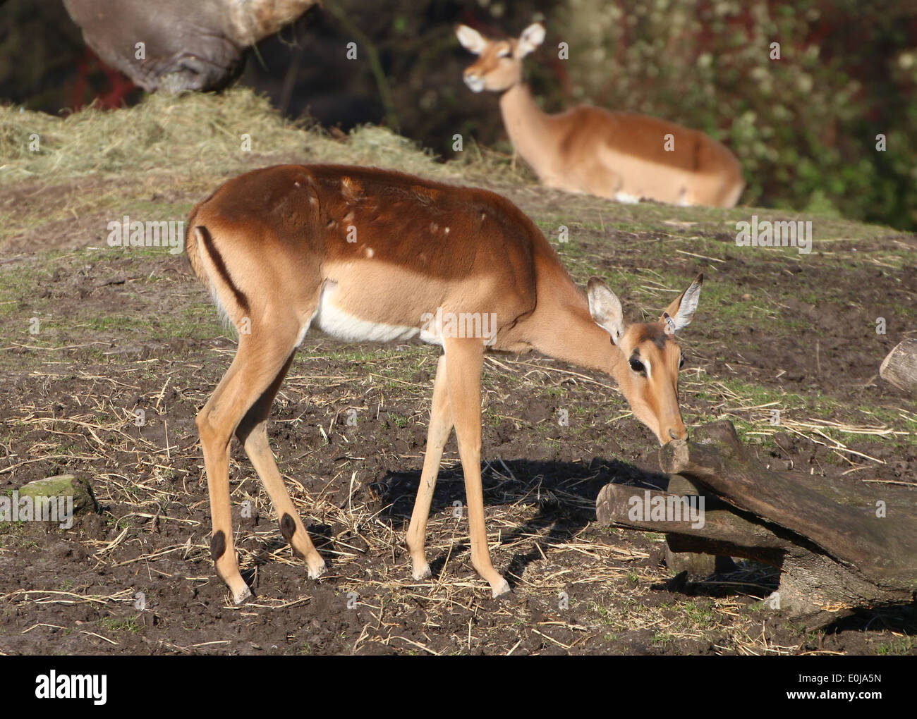 Female african european hi-res stock photography and images - Alamy