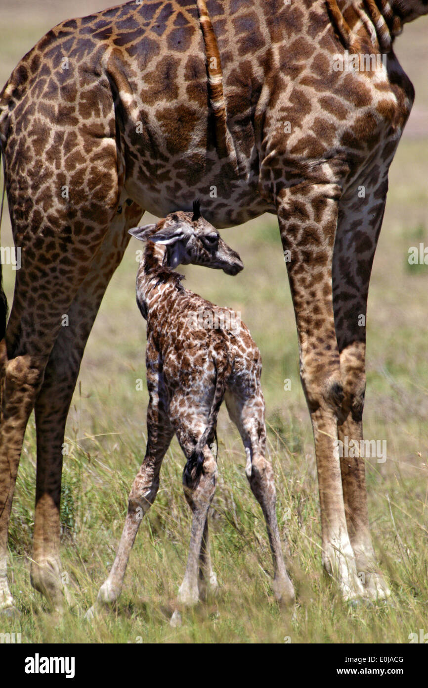 Two baby giraffes born hi-res stock photography and images - Alamy
