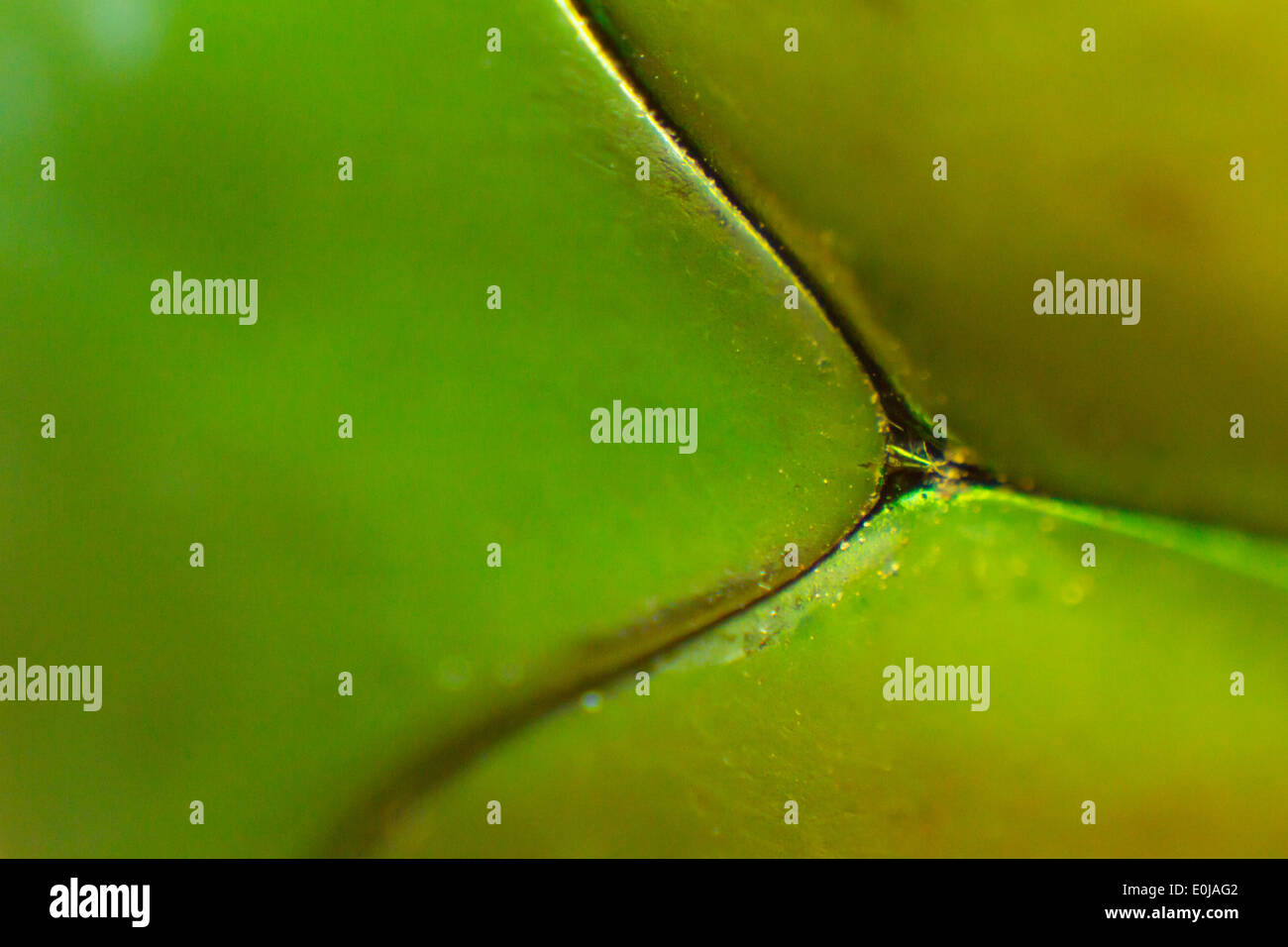 Green june beetle back Stock Photo - Alamy
