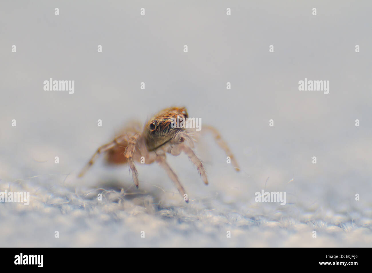 Baby jumper spider closeup Stock Photo - Alamy