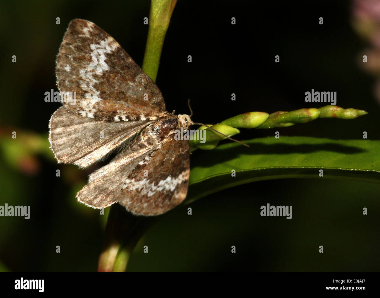 Small Rivulet moth (Perizoma alchemillata), genus Perizoma in the ...