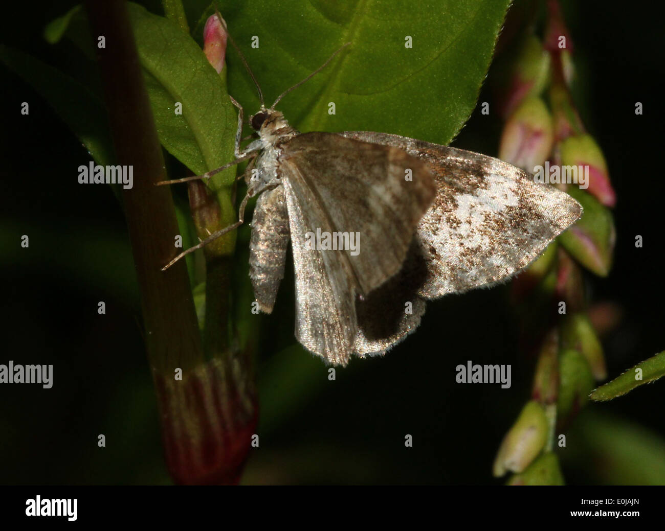 Small Rivulet moth (Perizoma alchemillata), genus Perizoma in the ...