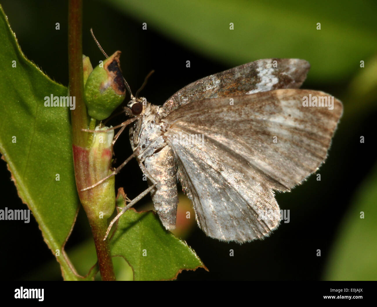 Small Rivulet moth (Perizoma alchemillata), genus Perizoma in the ...