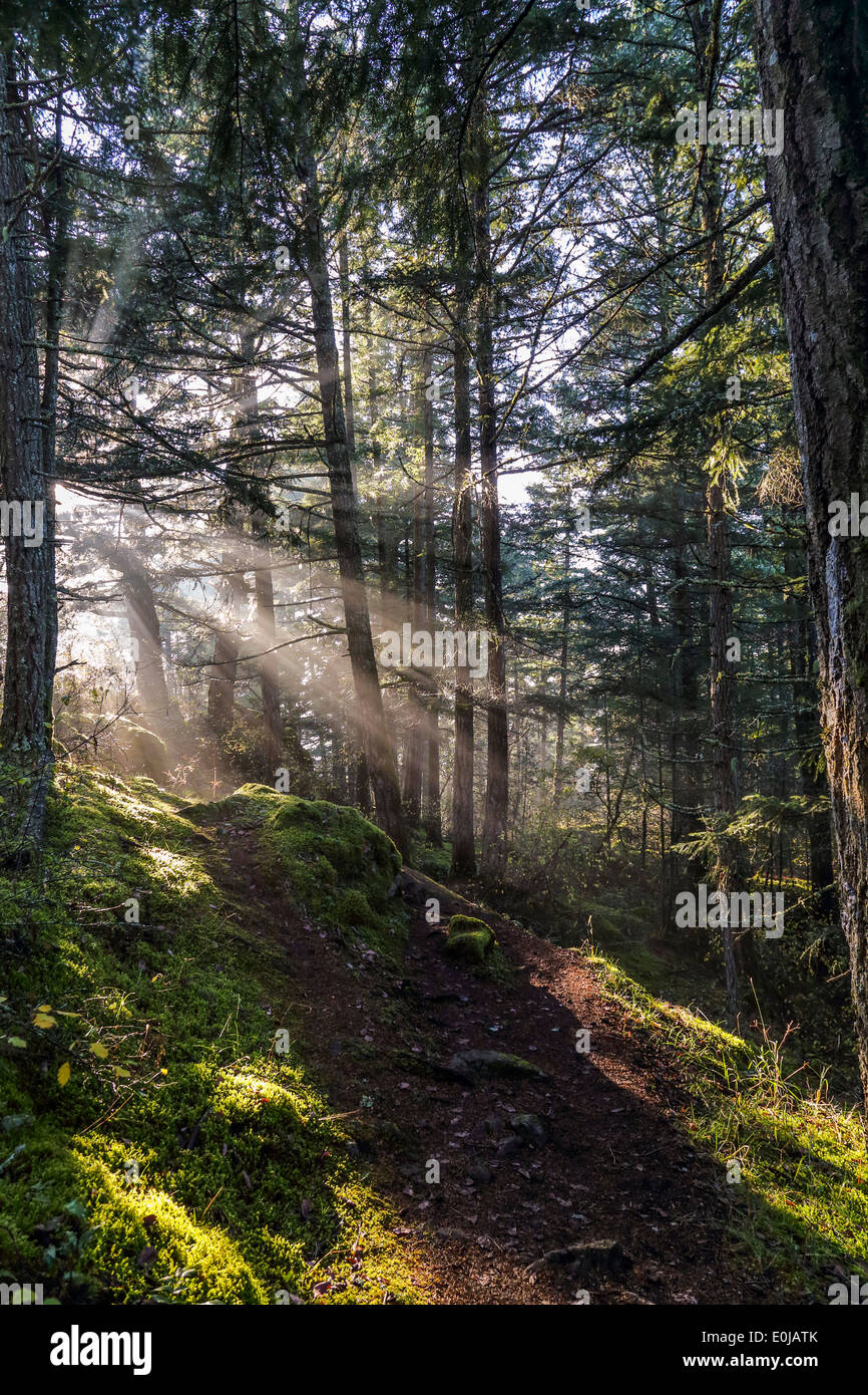 Low Sun Shining Through Evergreen Trees Stock Photo - Alamy