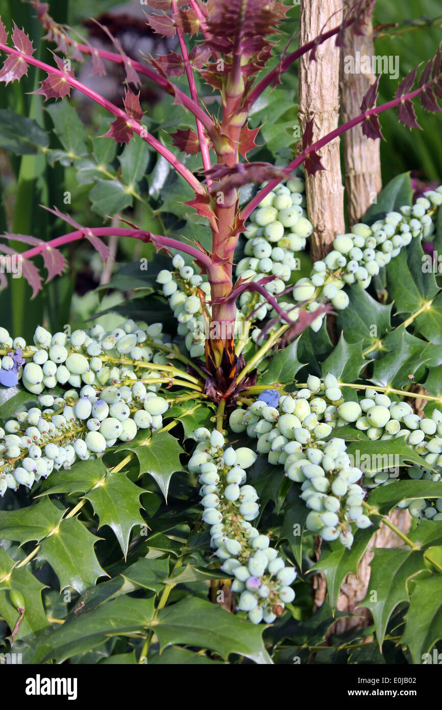 Mahonia media hi-res stock photography and images - Alamy