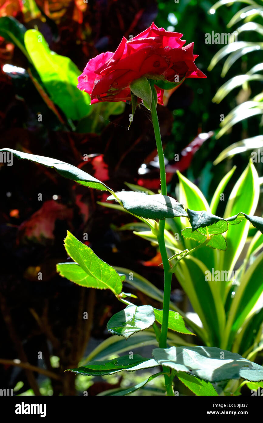 bright red rose growing in a garden in a small rural village in east ...