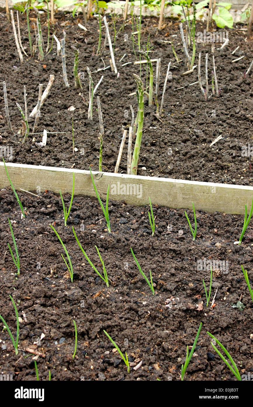 Raised vegetable plots with asparagus and onions growing Stock Photo ...