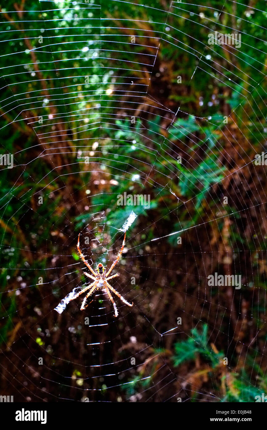 Golden orb web spider nephila pilipes hi-res stock photography and ...