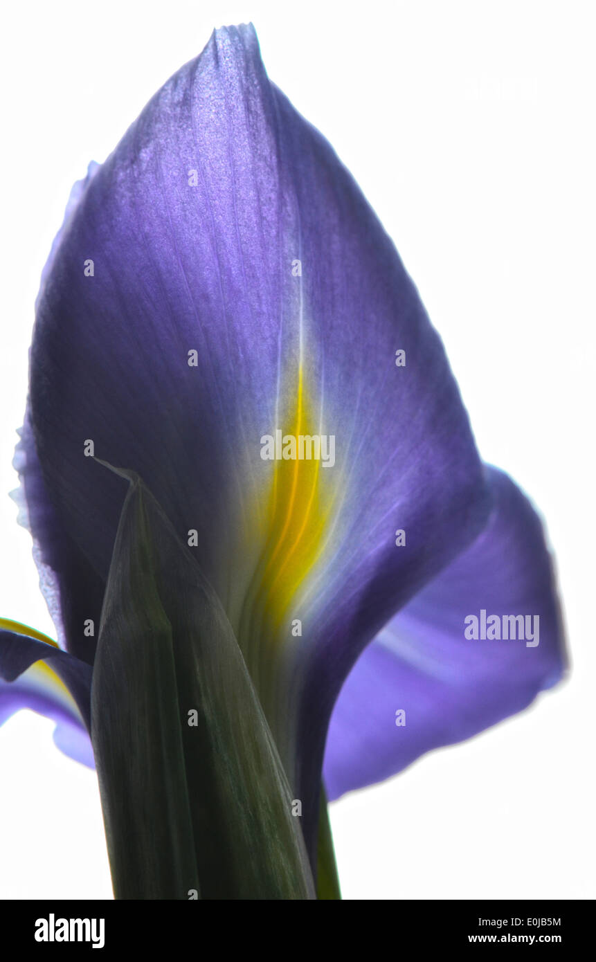 Contemporary Purple Iris Stock Photo - Alamy