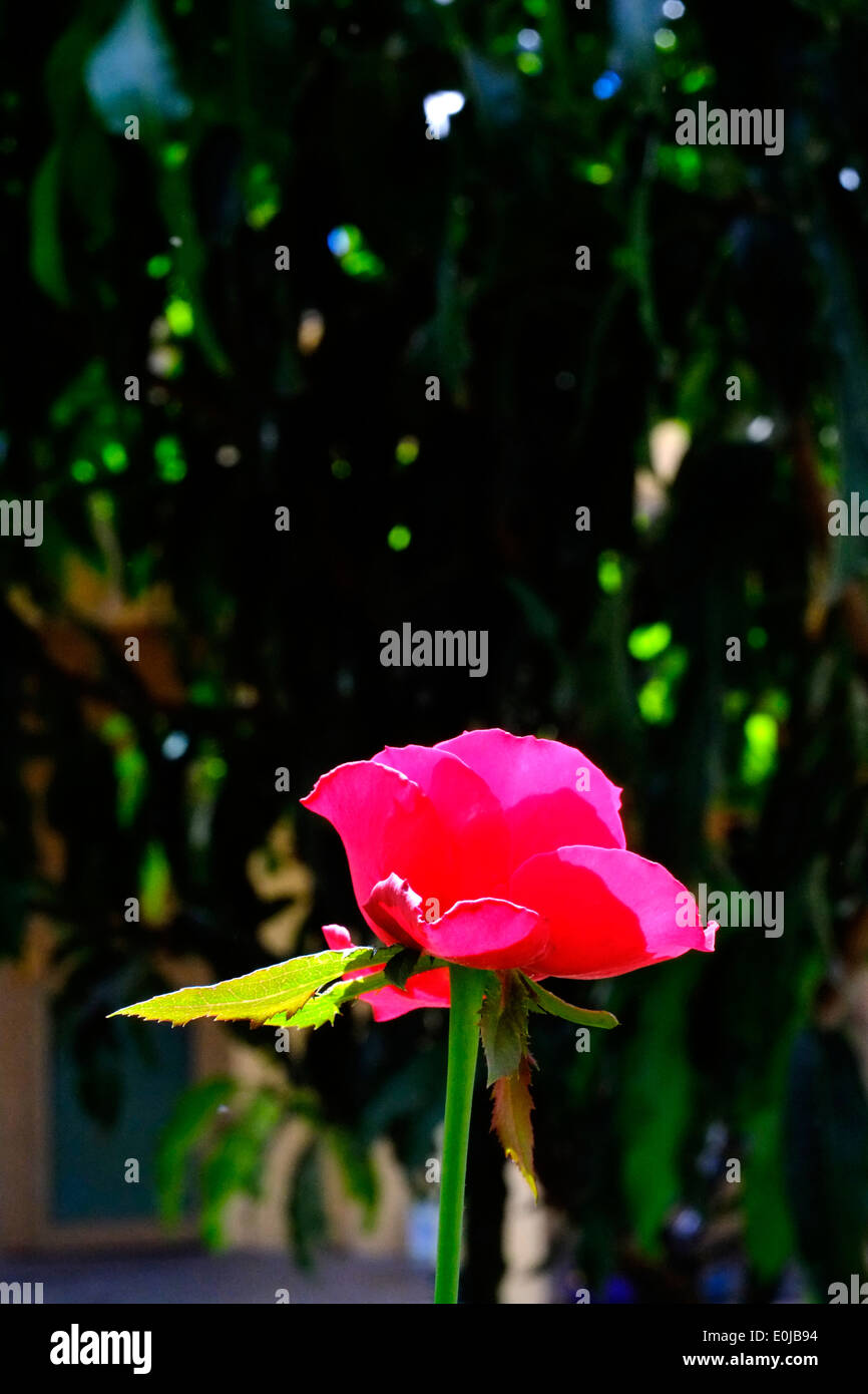 bright red rose growing in a garden in a small rural village in east ...