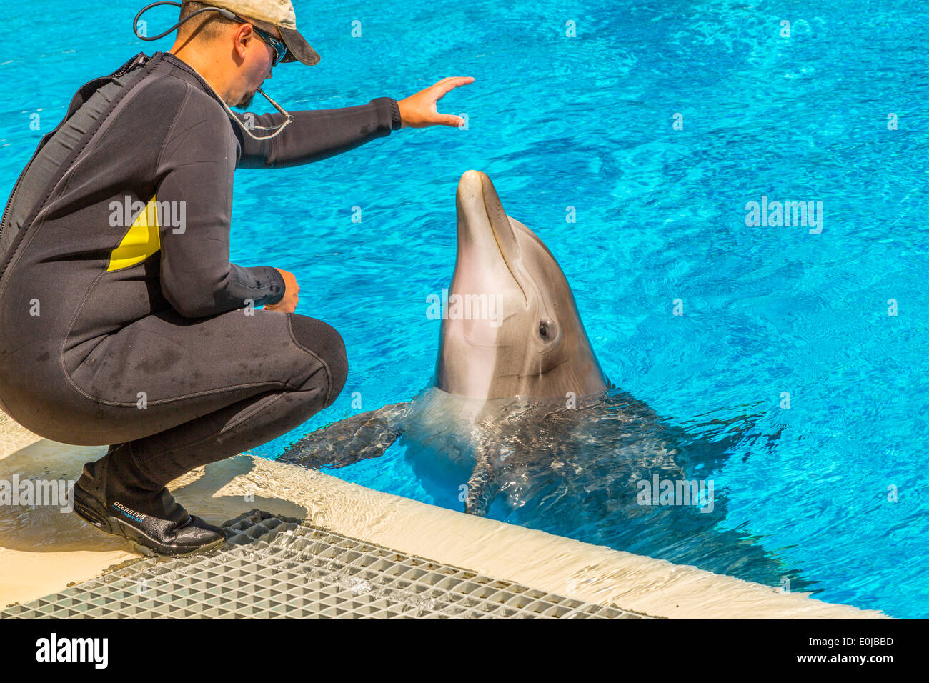 Dolphin pool hi-res stock photography and images - Alamy