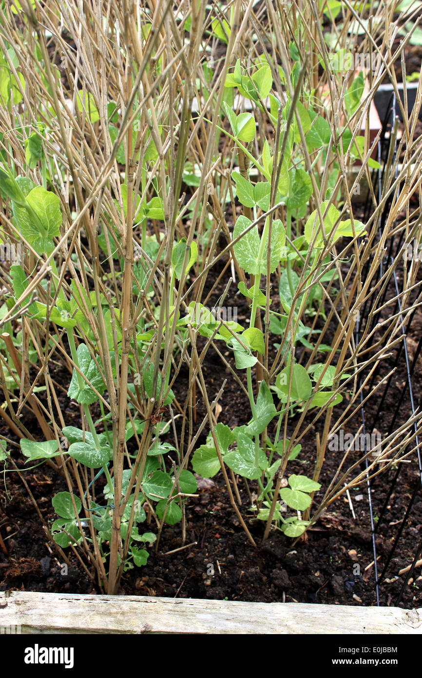 Growing pea shoots in hi-res stock photography and images - Alamy