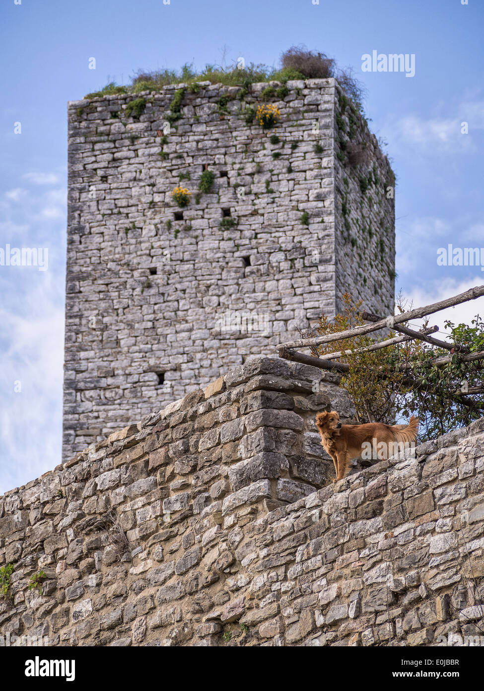 Santa Giuliana di Umbertide, Umbria, Italy; a dog standing on the ...