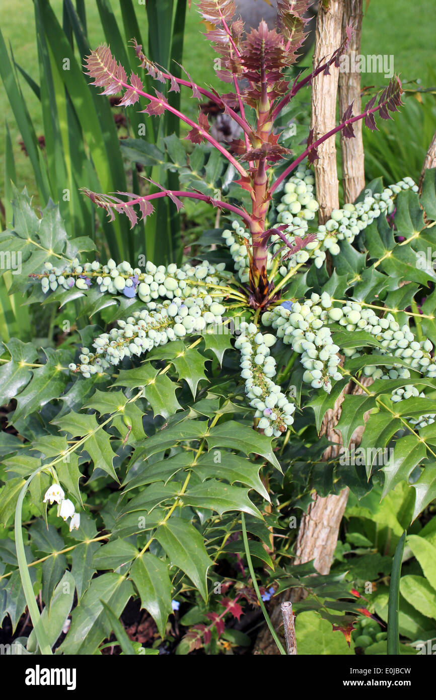 Lance shaped leaves hi-res stock photography and images - Alamy