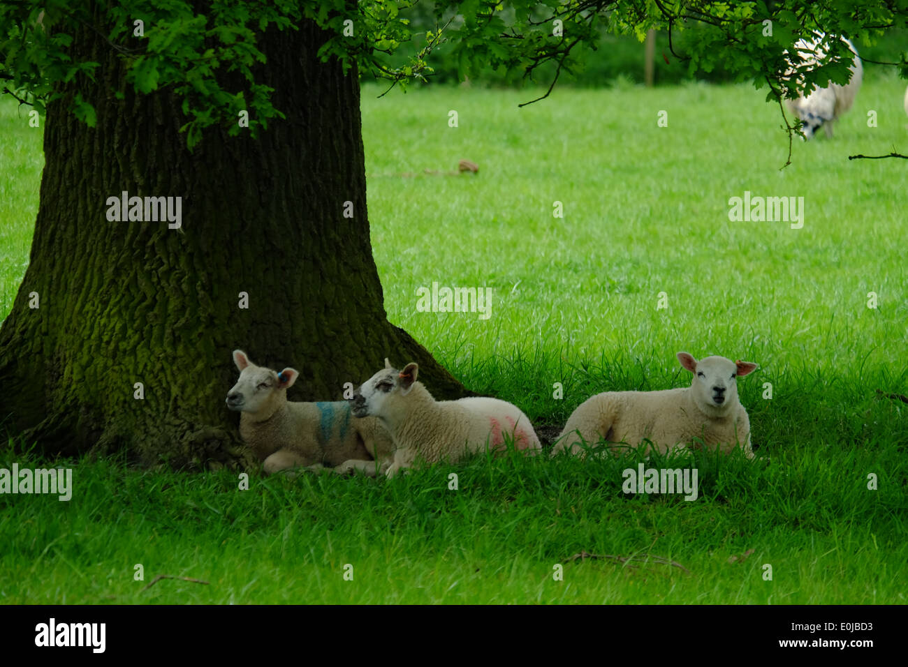 Lambs sheltering from the rain under a tree Stock Photo - Alamy