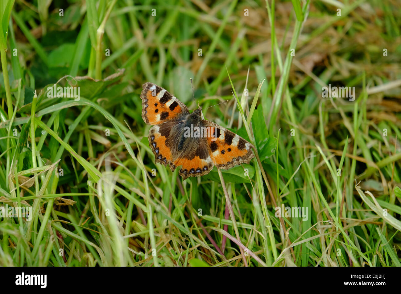 Tortoise shell butterfly Stock Photo - Alamy