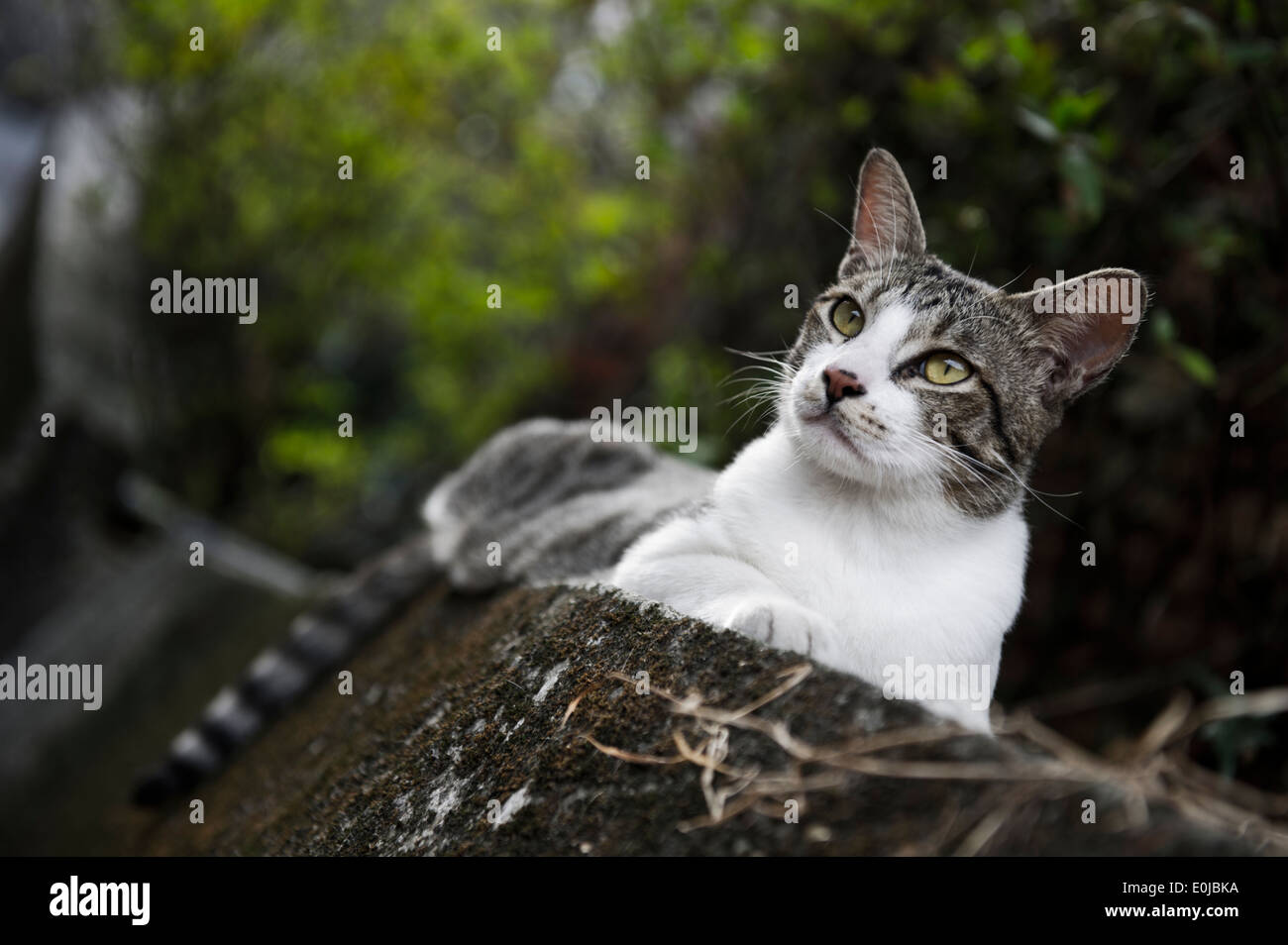 Cat at Houtong Cat Village in Taiwan Stock Photo - Alamy