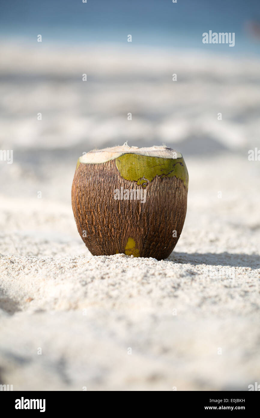 coconut on the beach on the background of the ocean Stock Photo - Alamy