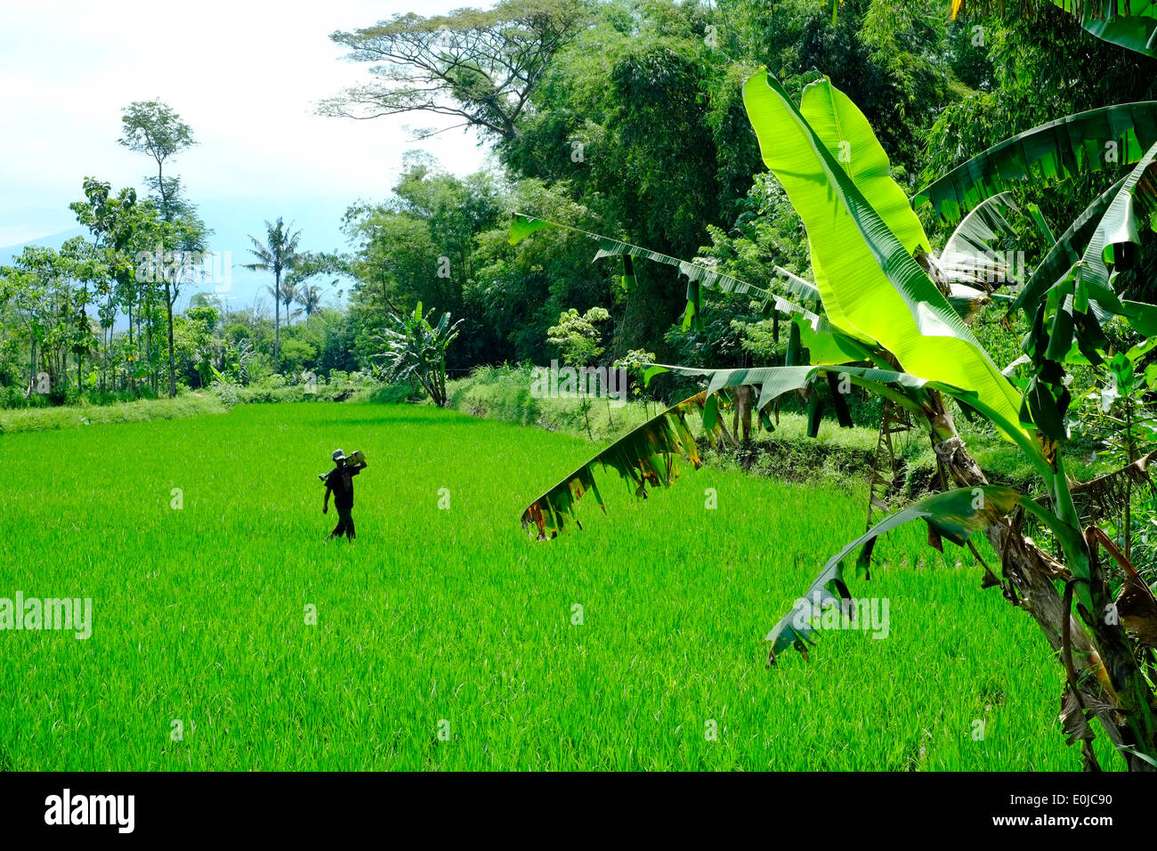 field worker walking through lush green rice field near rural village ...