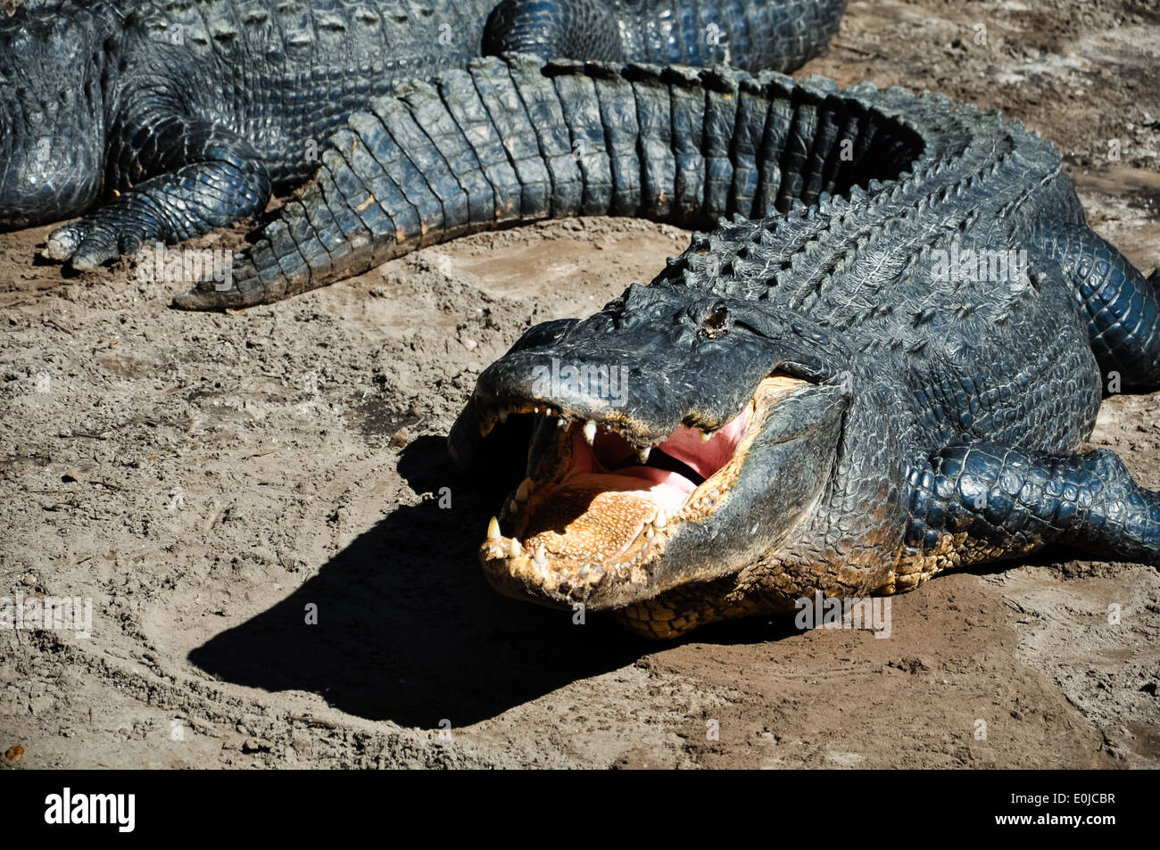Gator open mouth hi-res stock photography and images - Alamy