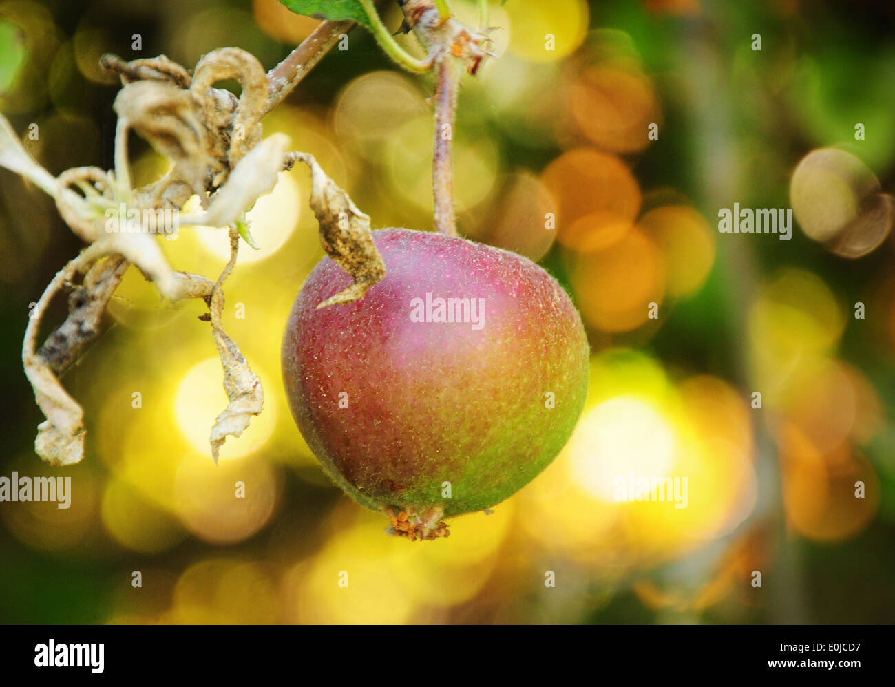 Fruit Tree Bulbs High Resolution Stock Photography and Images - Alamy