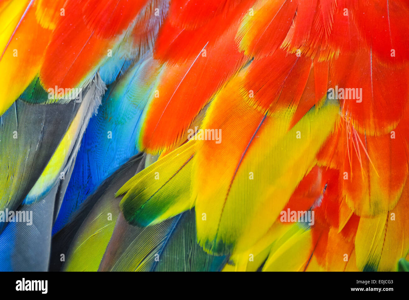 colorful feathers of a tropical parrot Stock Photo - Alamy
