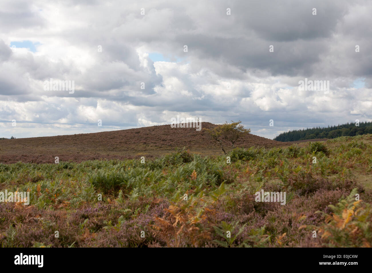 Latchmore brook new forest hi-res stock photography and images - Alamy