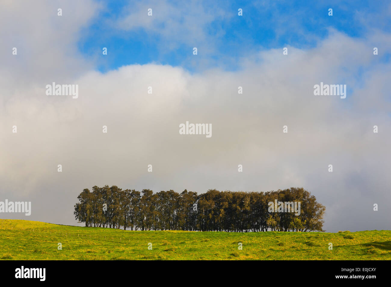 Bunch of trees hi-res stock photography and images - Alamy