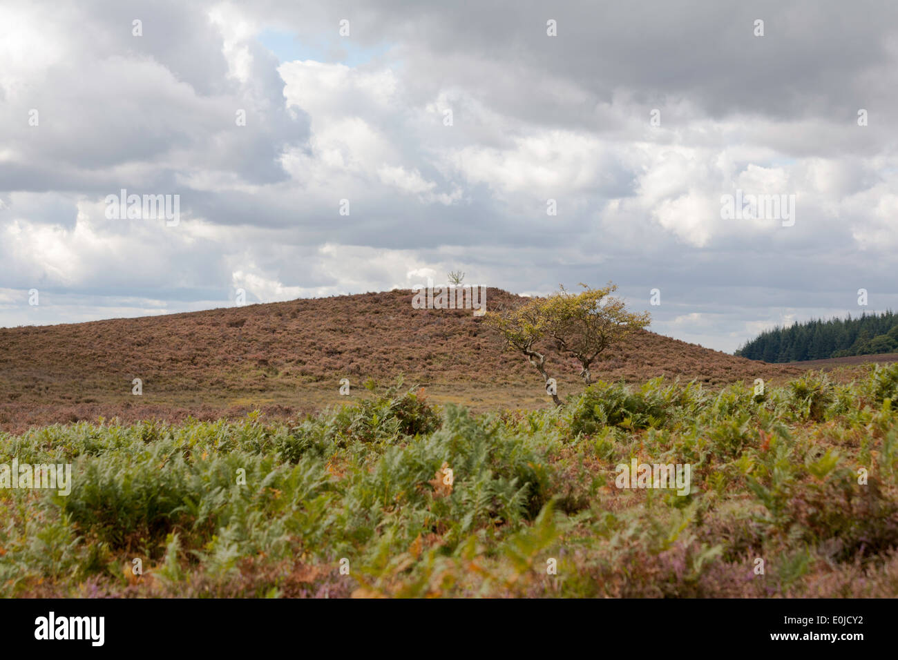 Looking across Latchmore Bottom the valley of Latchmore Brook Frogham ...