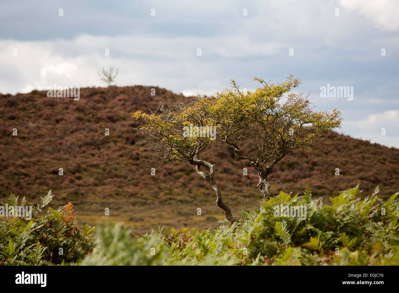 Latchmore brook new forest hi-res stock photography and images - Alamy