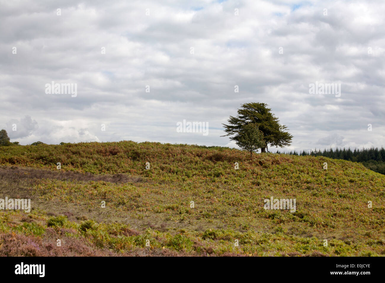 Holly and Yew trees Latchmore Bottom the valley of Latchmore Brook ...