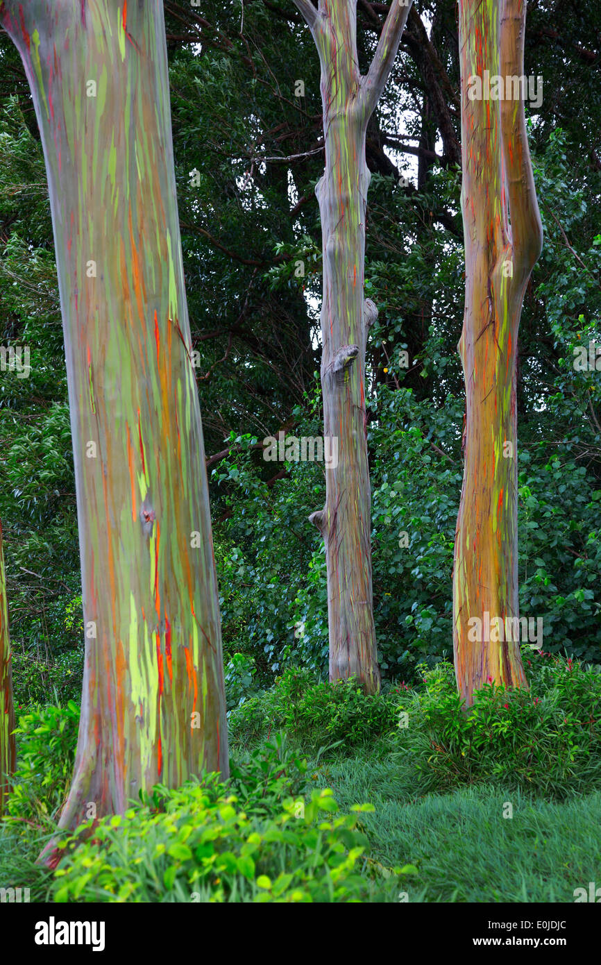 Rainbow trees off the road to Hana, Maui, Hawaii Stock Photo - Alamy