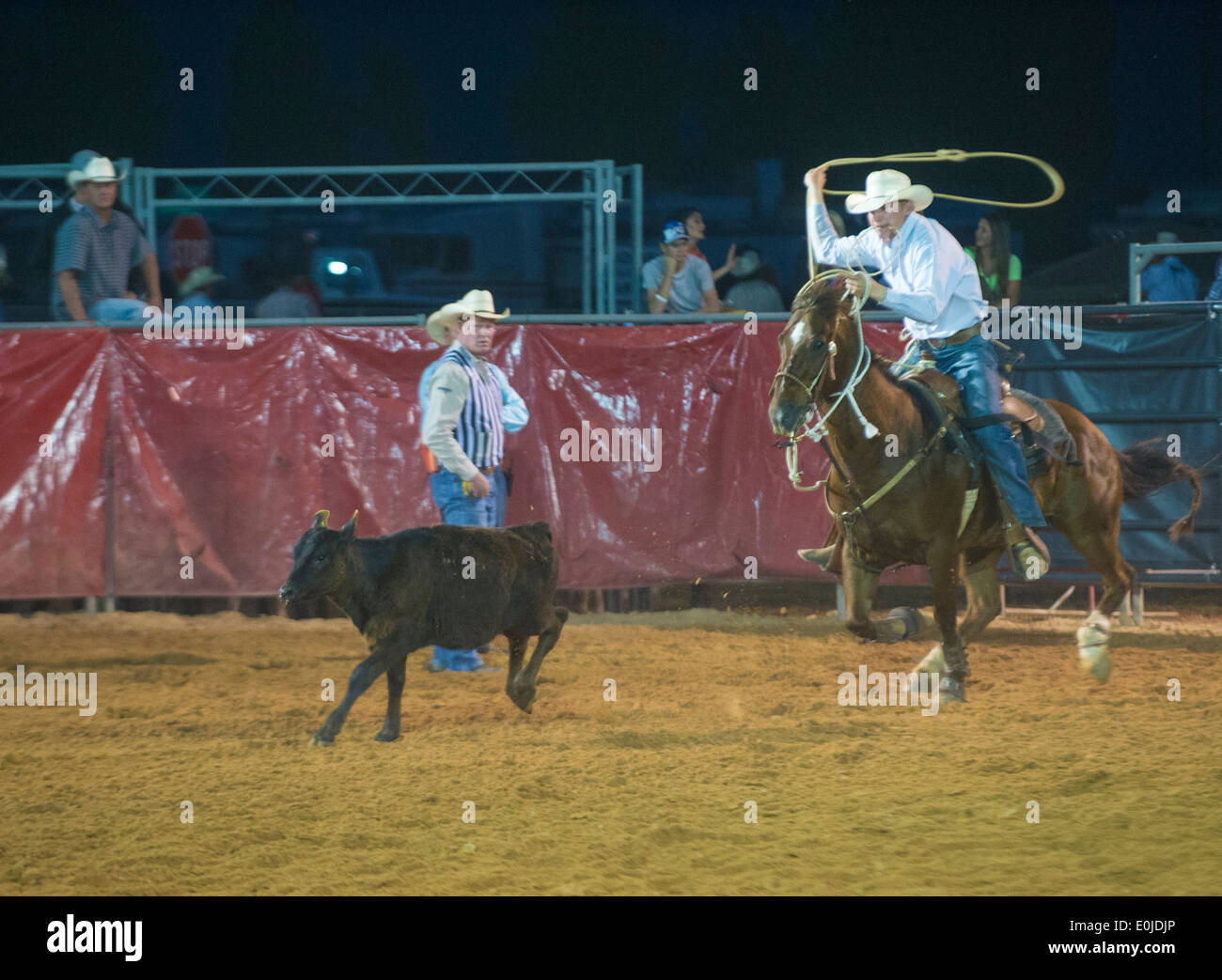 Cowboy Participating in a Calf roping Competition at the Clark County ...