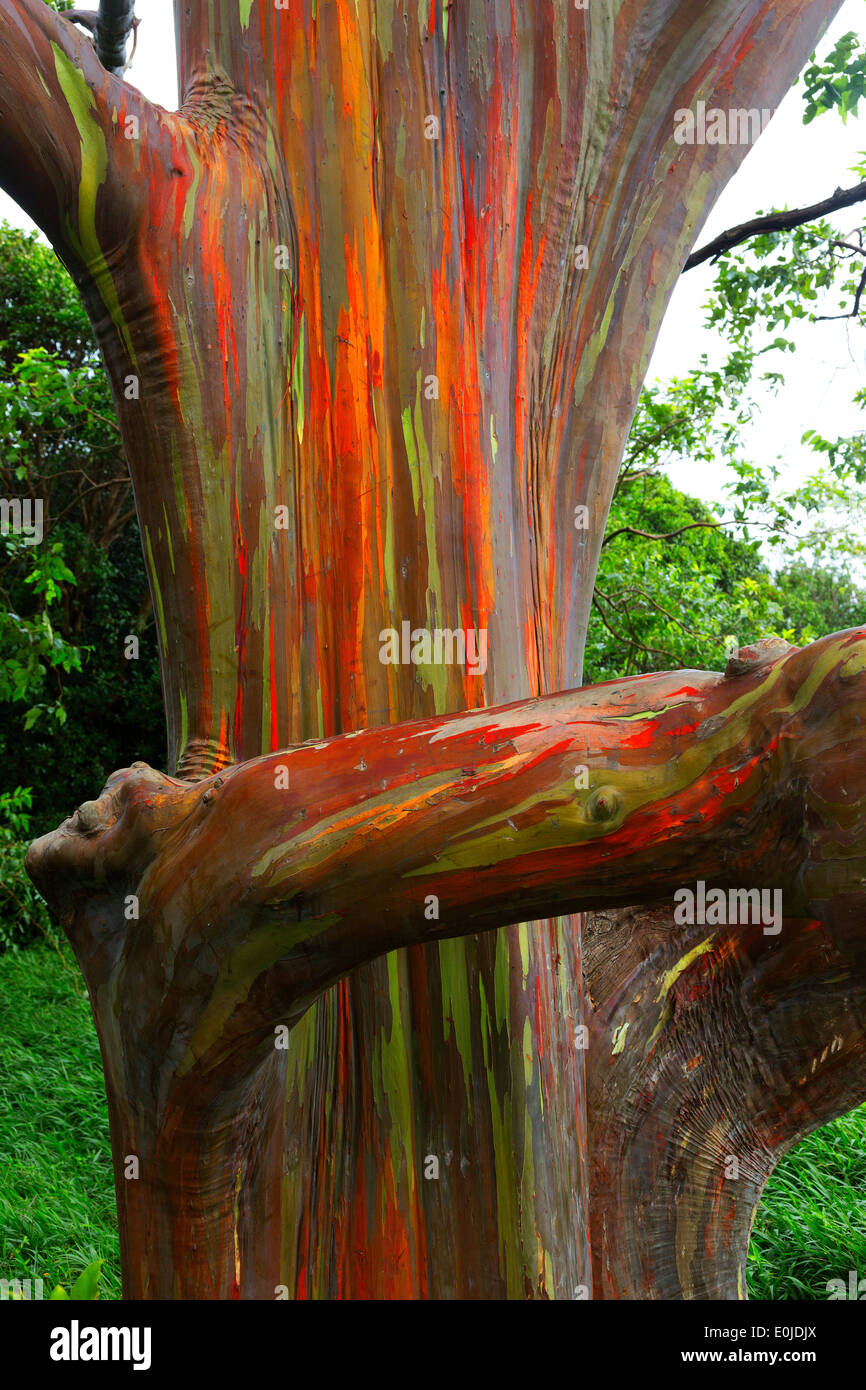 Rainbow trees off the road to Hana, Maui, Hawaii Stock Photo - Alamy