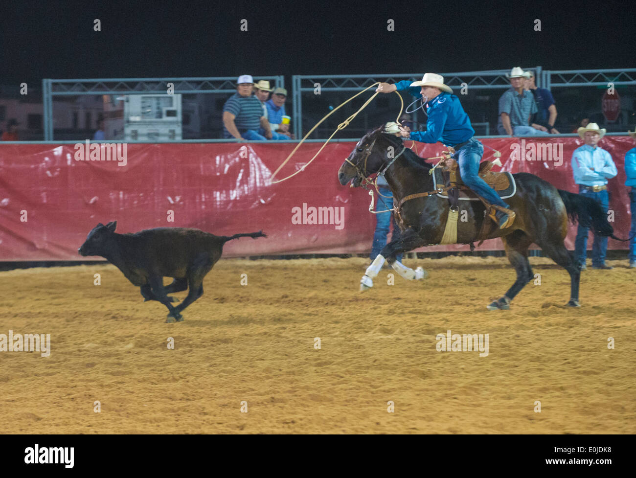 Cowboy Participating in a Calf roping Competition at the Clark County ...
