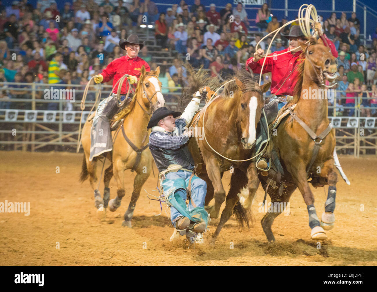 Cowboy Participating in a Bucking Horse Competition at the Clark County ...