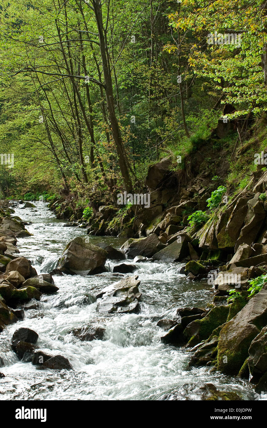 Green forest, tree and river Stock Photo - Alamy
