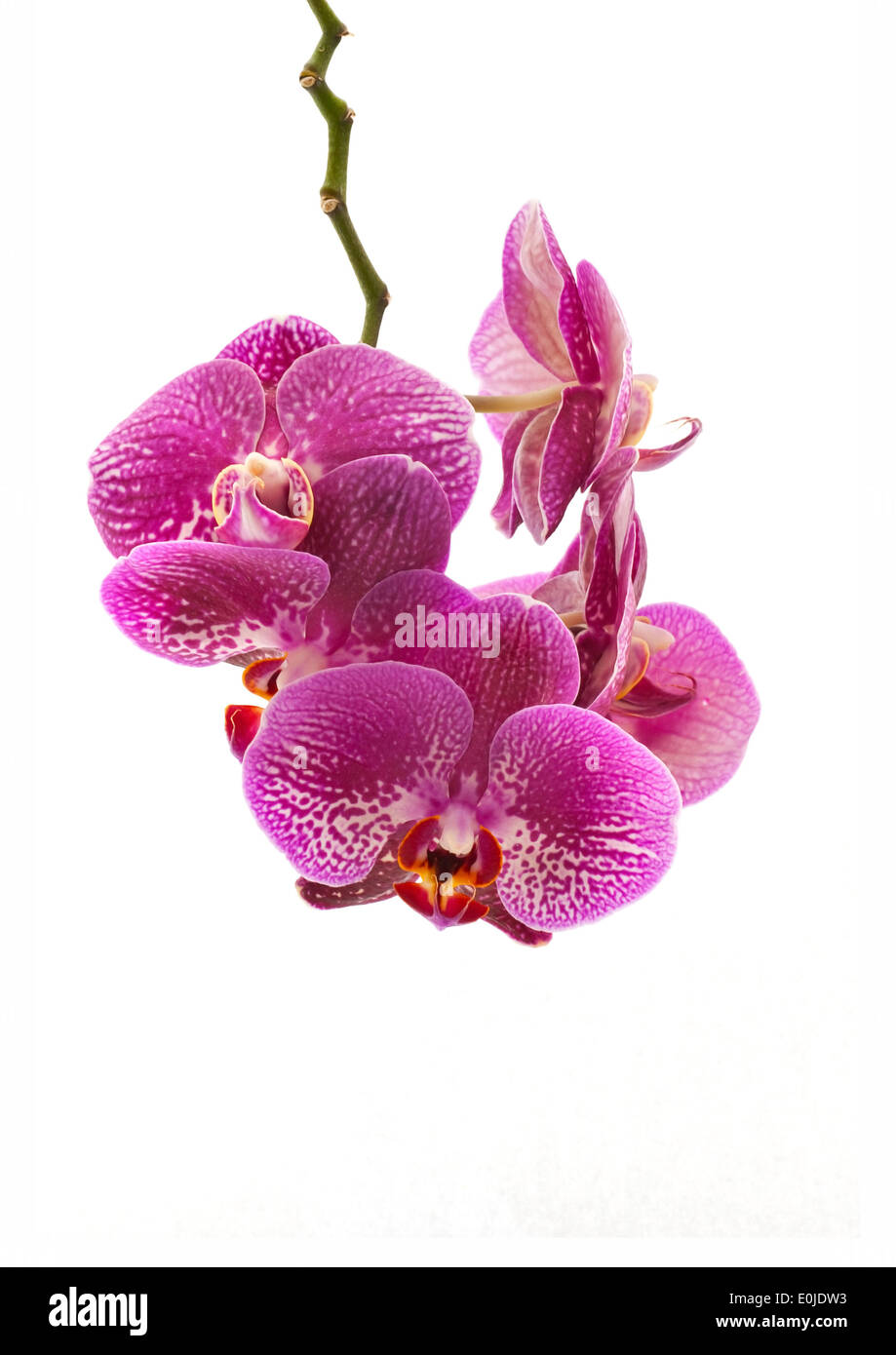 Pink orchid branch close Cut Out Stock Images & Pictures - Alamy