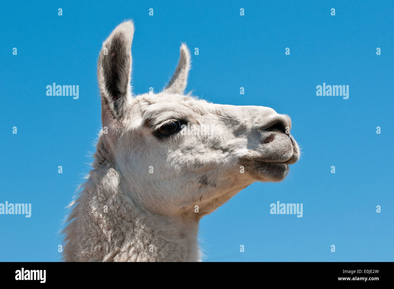 White lama hi-res stock photography and images - Alamy