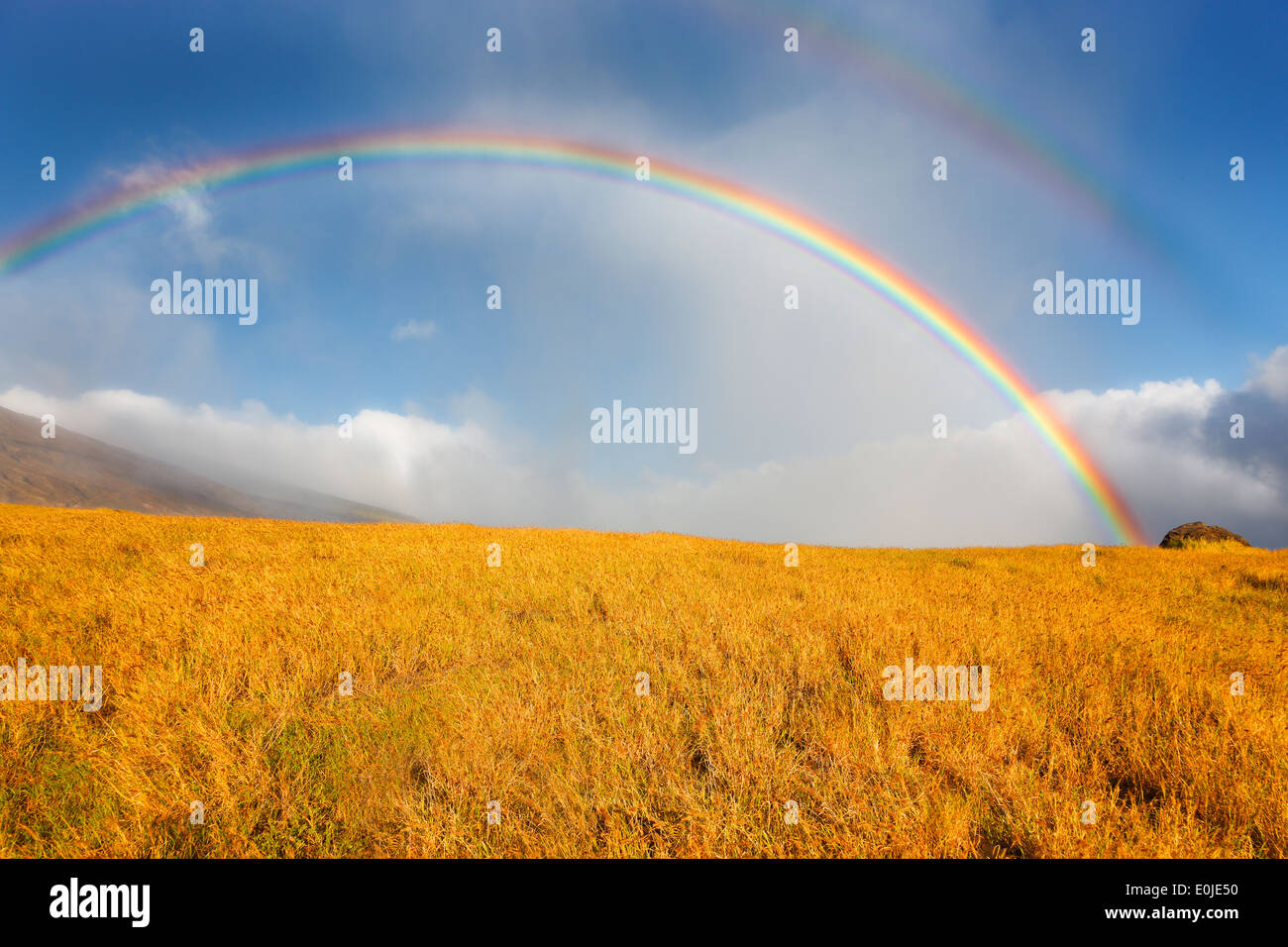 Hawaii full double rainbow over golden field Maui, Hawaii Stock Photo ...