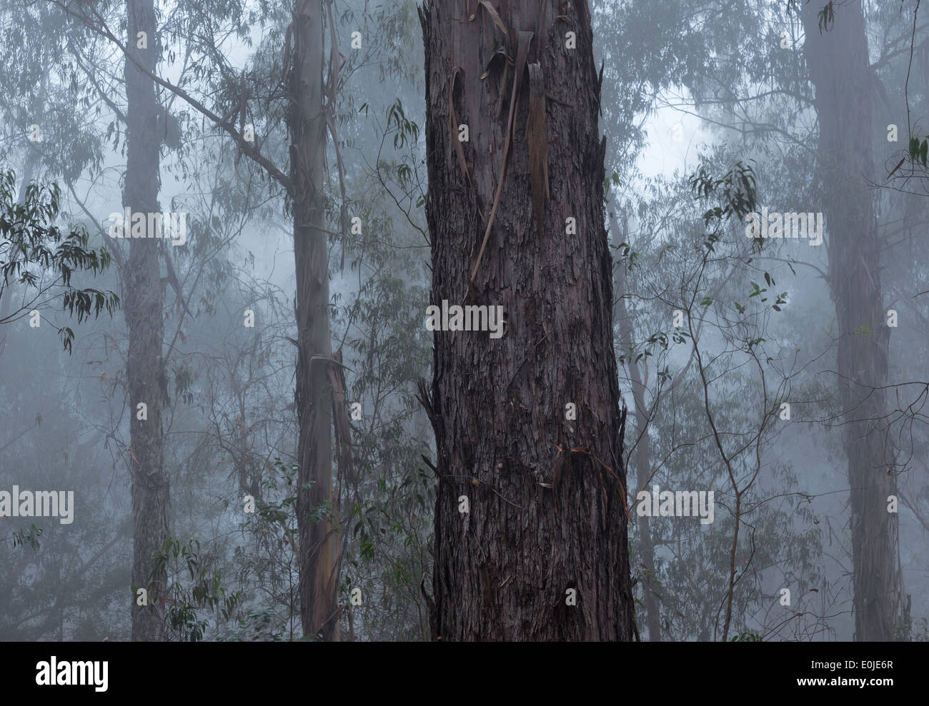 Trees in fog, Maui, Hawaii Stock Photo - Alamy