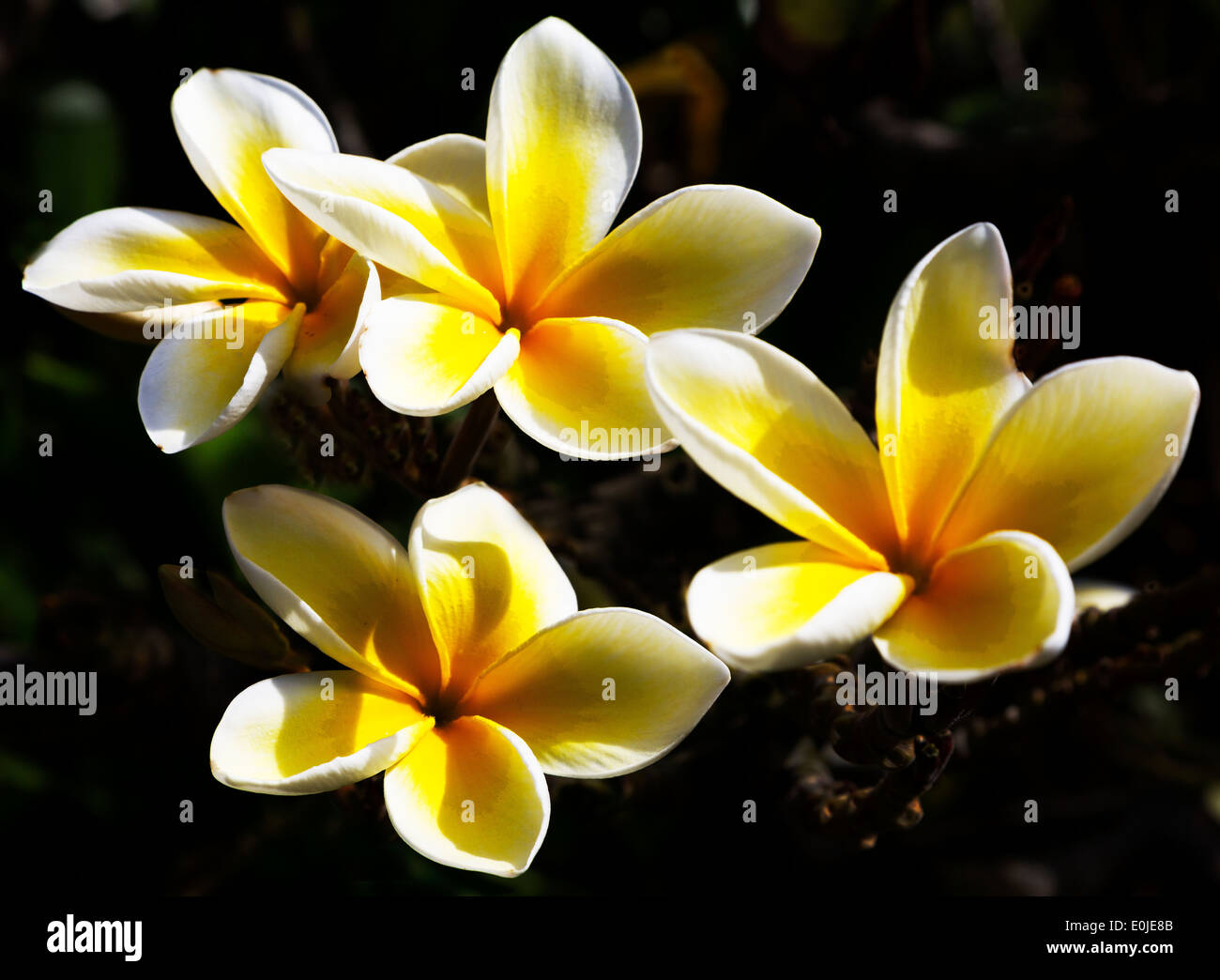 Maui hawaii plumeria hi-res stock photography and images - Alamy