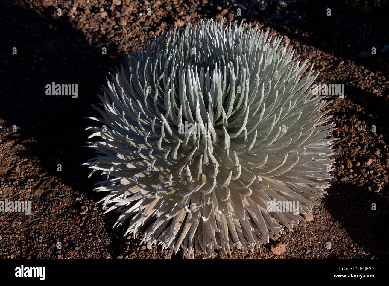 Silversword plant at Haleakala National Park, Maui, Hawaii Stock Photo ...