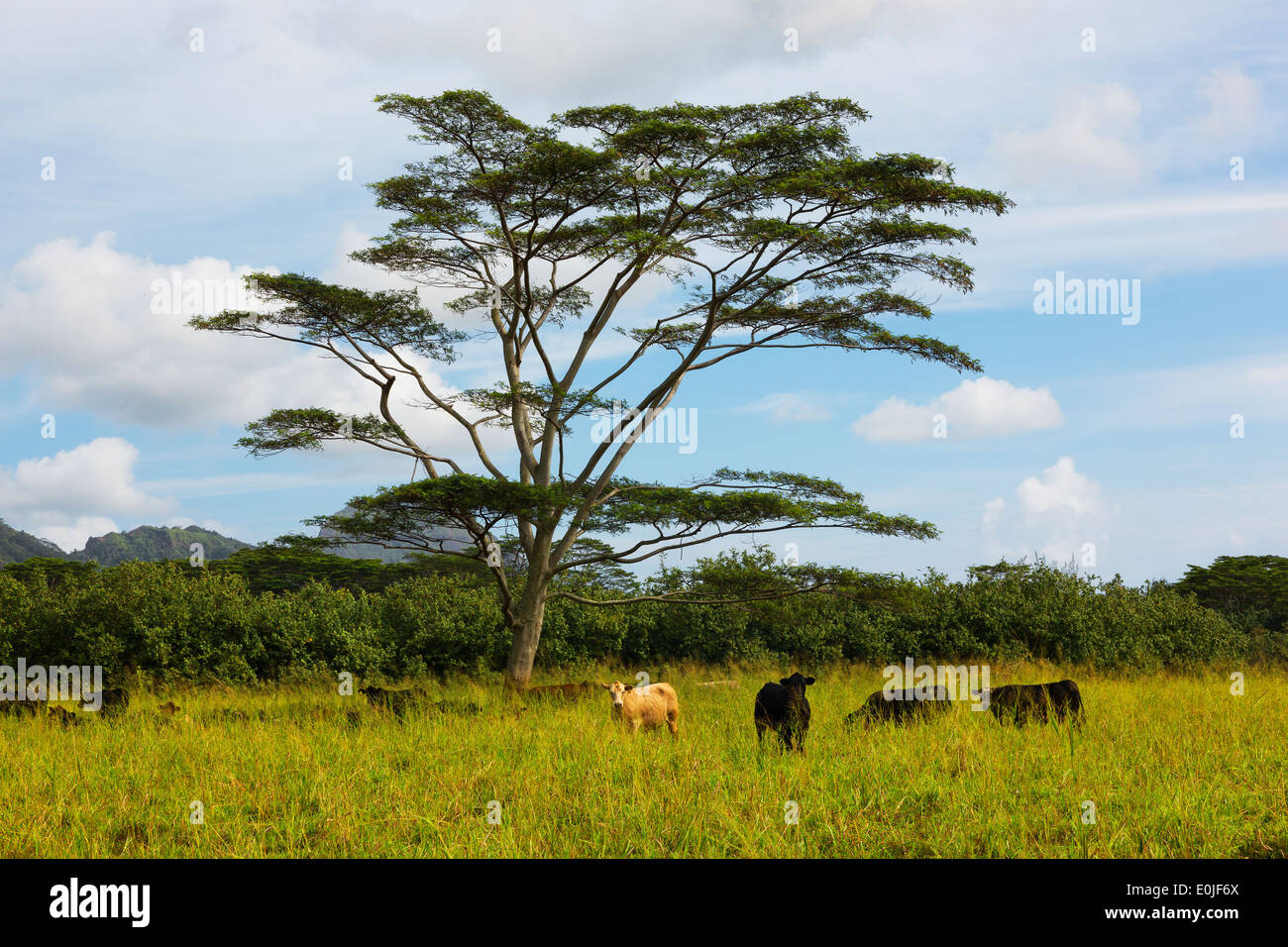 Monkey pod tree hi-res stock photography and images - Alamy