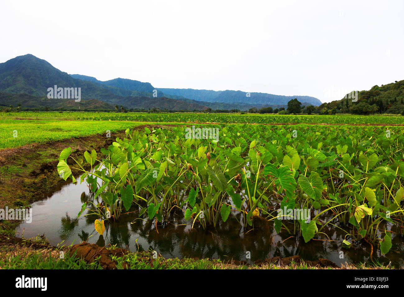 Taro field in Hanalei valley Kauai, Hawaii Stock Photo - Alamy